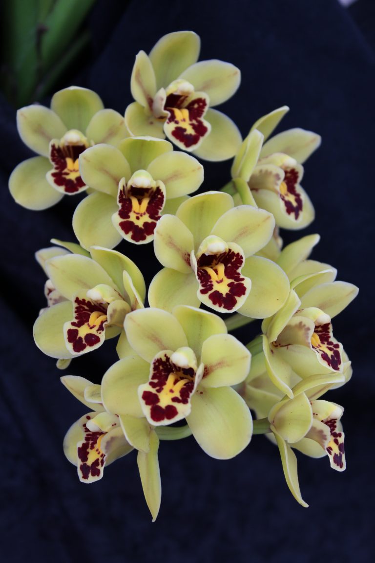Santy Orchids – Top Quality Cymbidiums